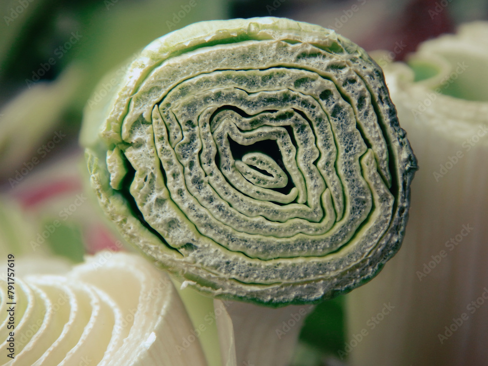 Super-macro of The leek. Porous structure close up. Edible plant known ...