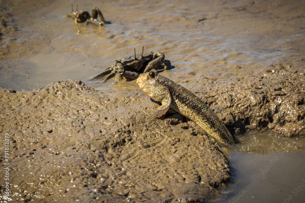 A mudskipper climbing out of a pool of seawater and breathing air, with ...
