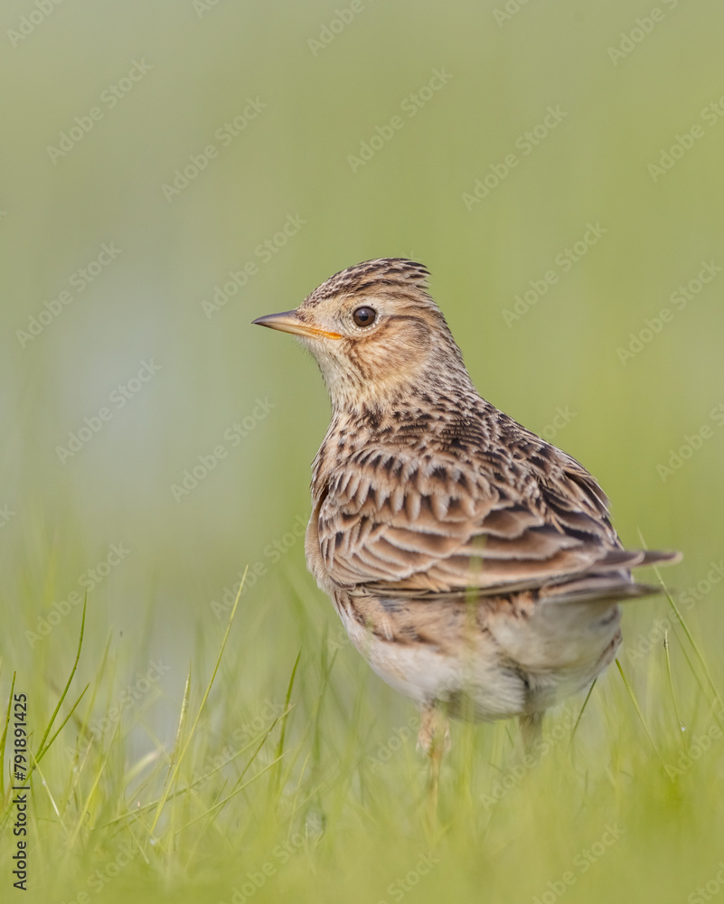 Eurasian skylark - male bird in spring at ta wetland Stock Photo ...