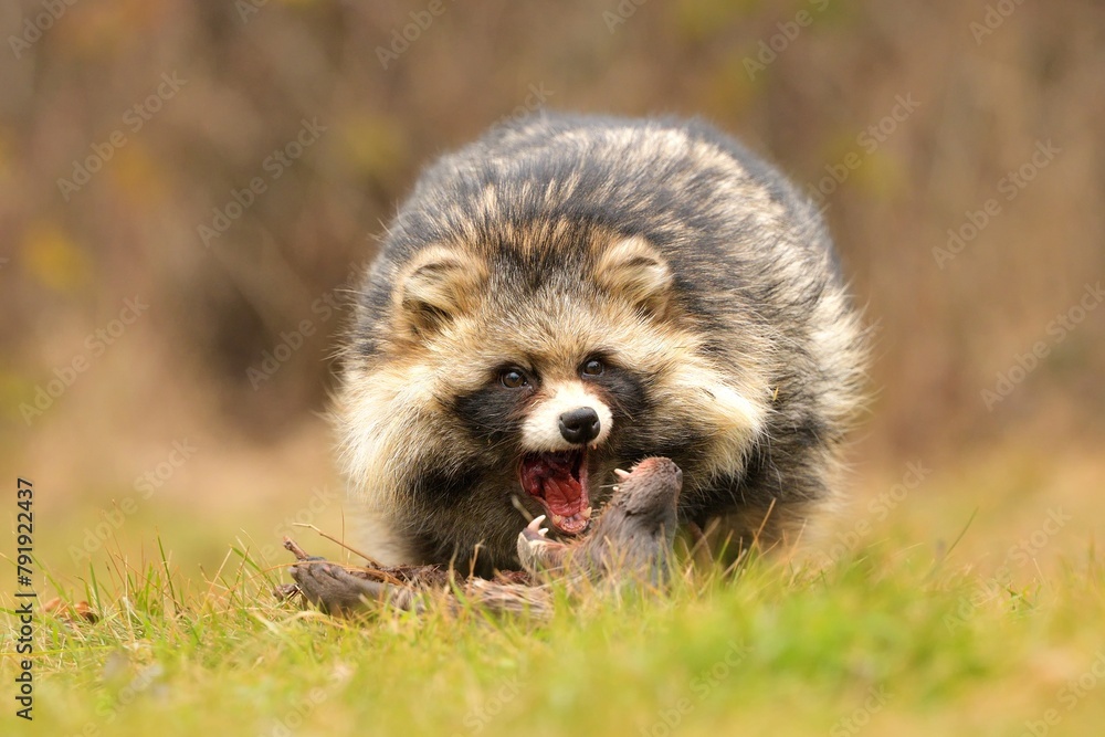 Foto de Common raccoon dog Nyctereutes procyonoides eats flesh of dead ...