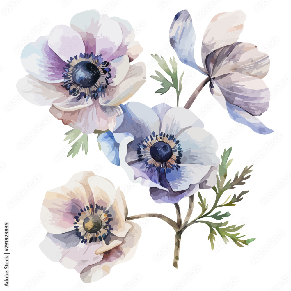 Watercolor painting vector of anemone flower, isolated on a white ...