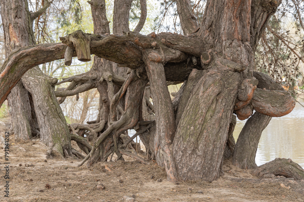 Many twisted roots of old tree. Large trunk of fantasy plant growth in ...