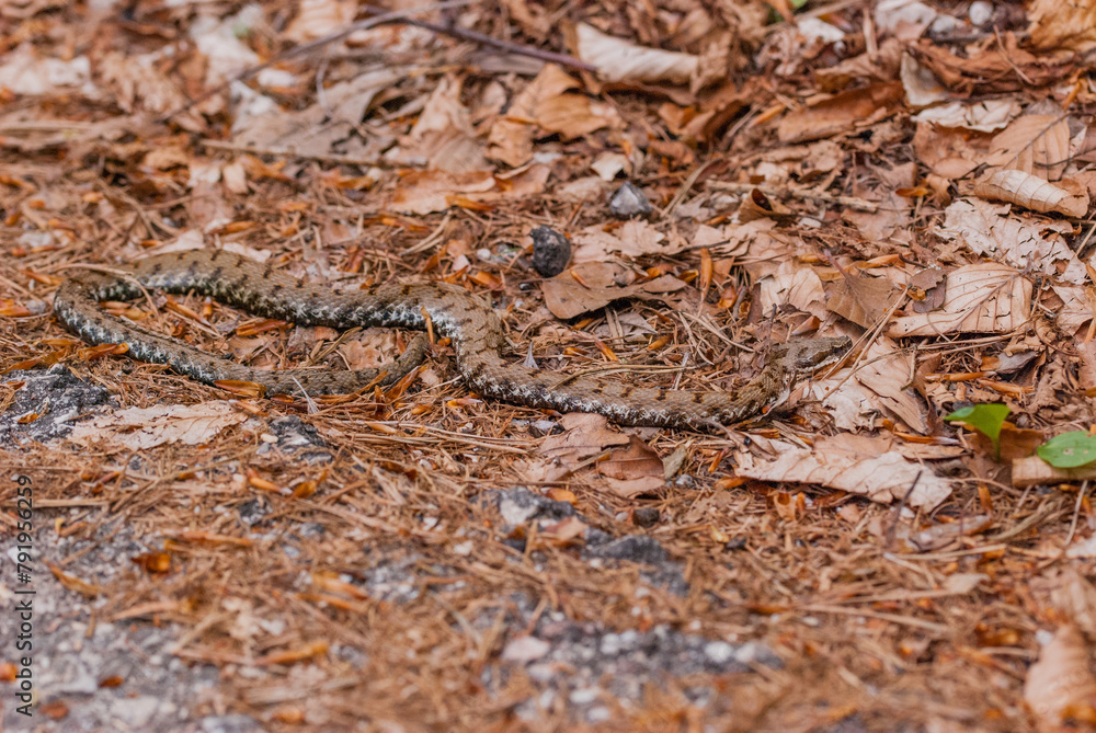 snake in a treeAspic viper or Common viper, Vipère aspic, Vipera aspis ...