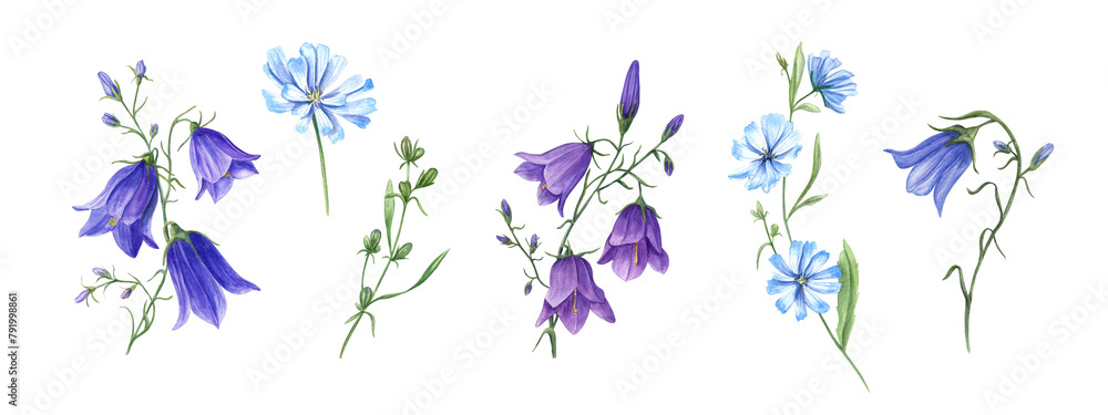 Blue chicory and campanula. Set of wild meadow flowers. Flower heads ...