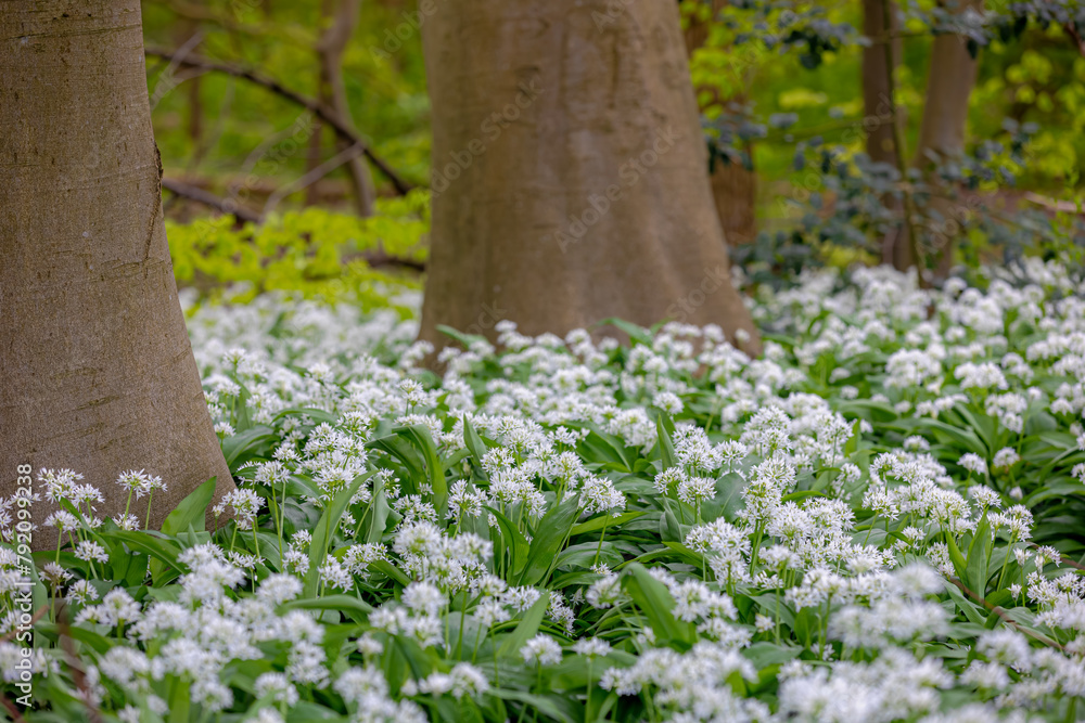 White flowers of Allium ursinum in spring, Ramsons (Daslook) in the ...