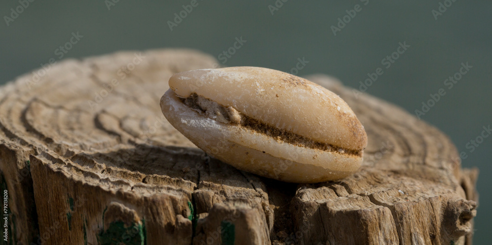 An extinct fossil shell of cypraea cowrie. Mauritia mauritiana ...