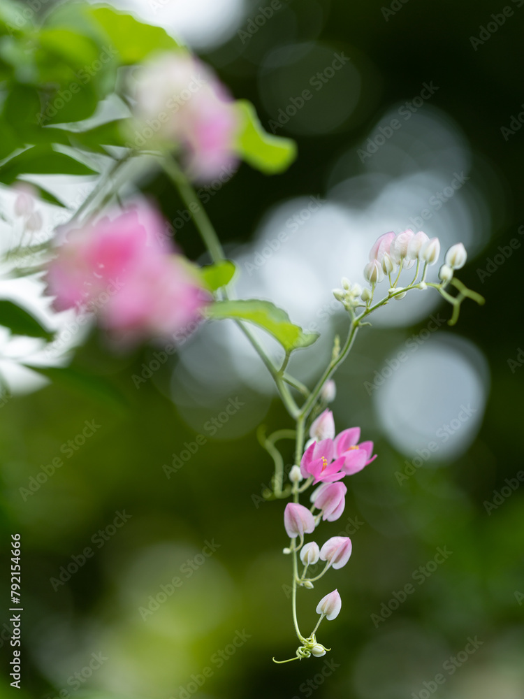 Coral vine in bokeh background, Mexican creeper, Chain of Love, Pink ...