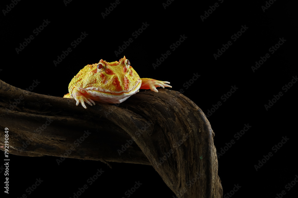 Yellow Amazon frog closeup front view, animal closeup, amphibian ...