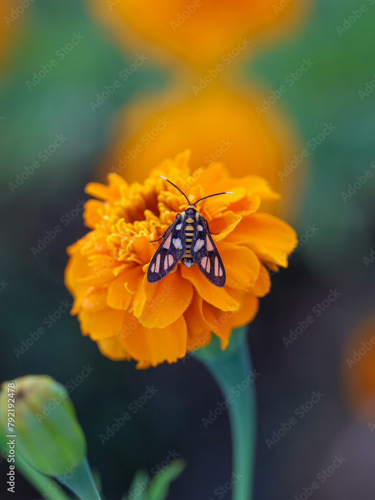 Amata huebneri, the wasp moth, is a moth in the genus Amata of the ...