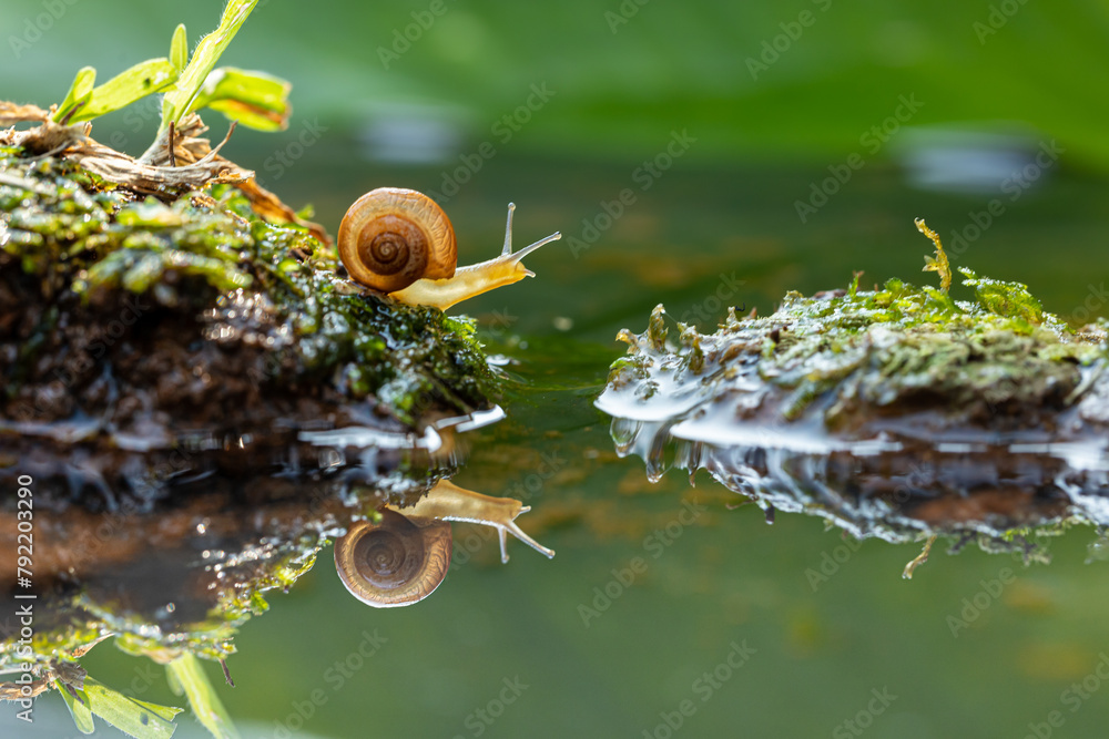 small snail look up sky with reflection, nature background, green ...