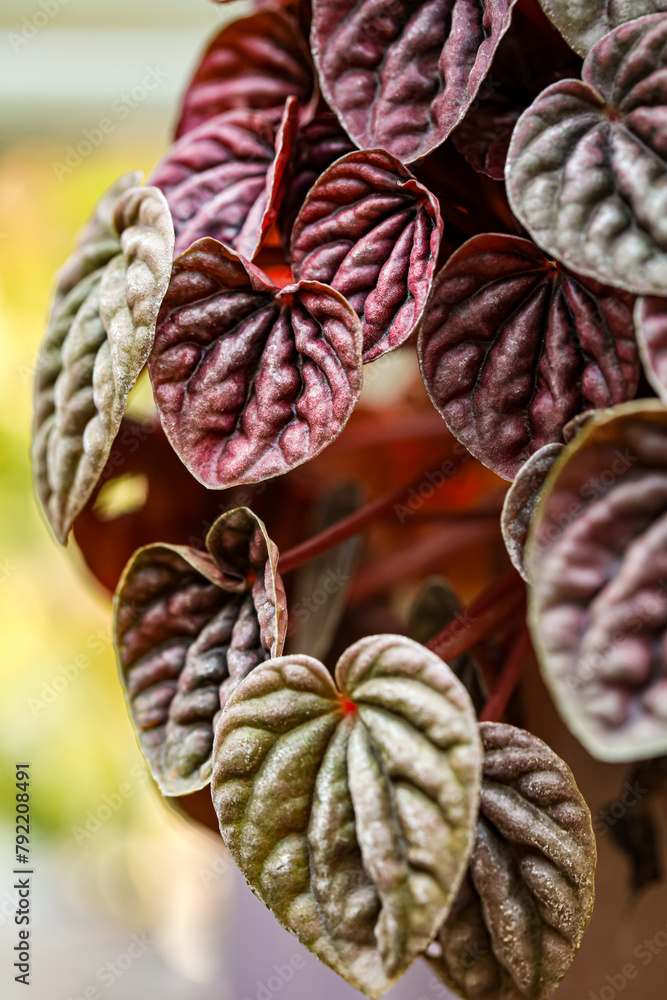 Peperomia Caperata, Purple Lady Iresine, Ruby Ripple, the emerald ...