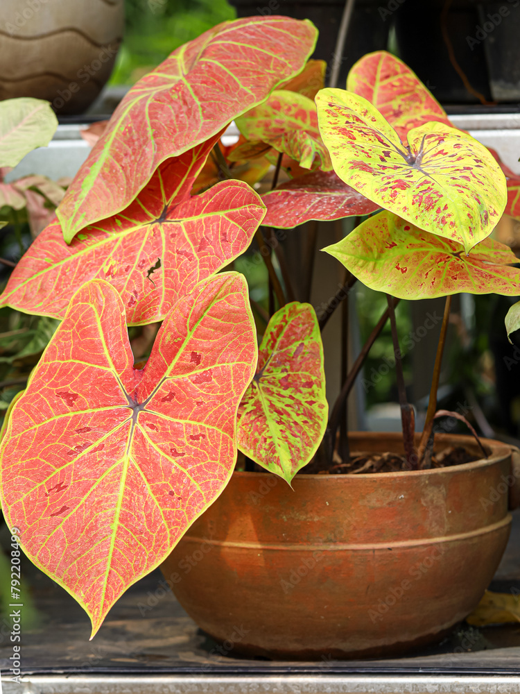 Beautiful foliage houseplant Caladium New wave on terracotta pot. Thai ...