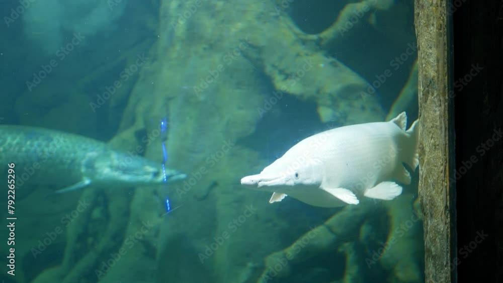 A rare Platinum snow white Alligator gar Atractosteus spatula while ...