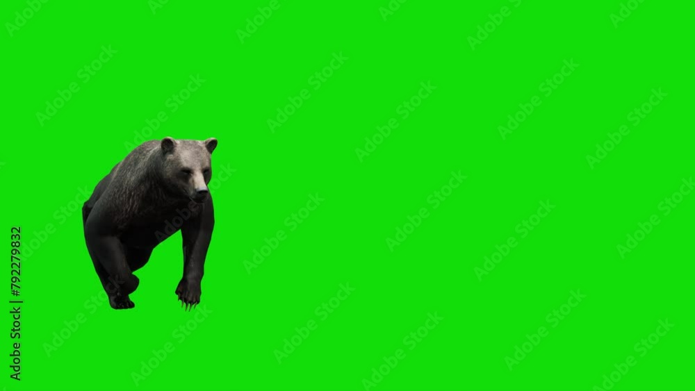 3D character animation loop of a bear trotting against a green screen ...