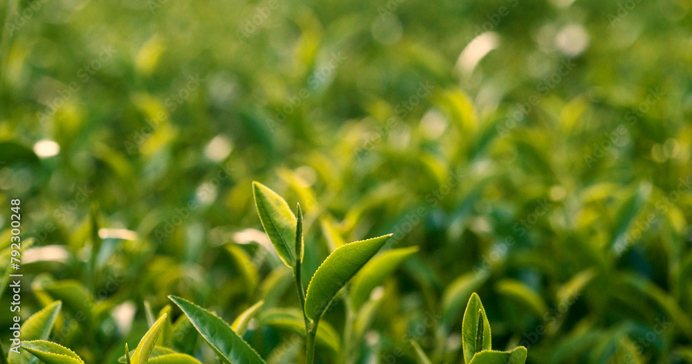 Green tea tree leaves field young tender bud herbal Green tea tree in ...
