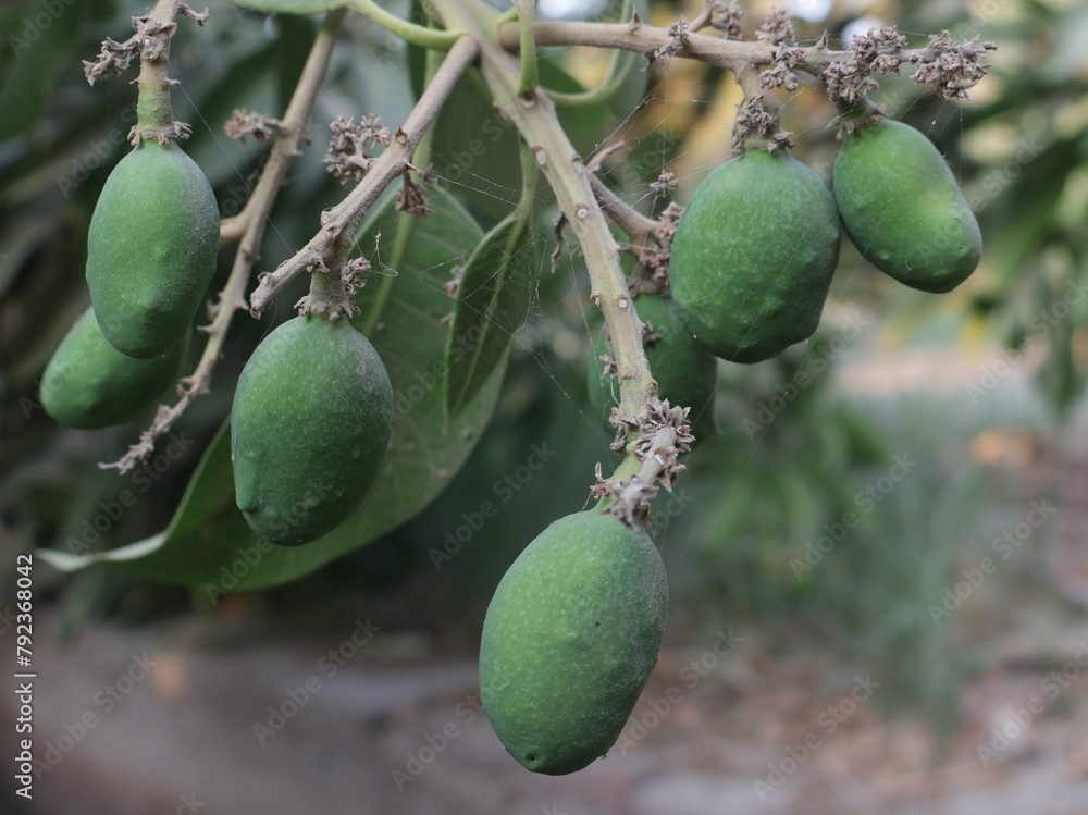 Bunch of small green Mangos hanging on the tree. Mango fruits hanging ...