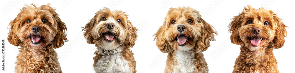 Dog PNG set - portrait photo of happy Cavapoo isolated transparent ...
