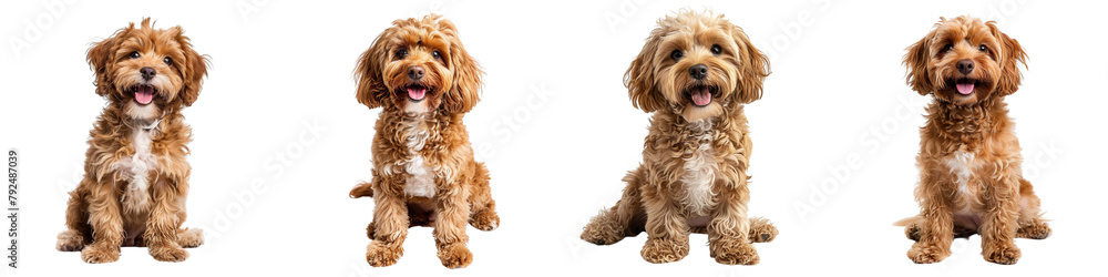 Dog PNG set - sitting photo of happy Cavapoo isolated transparent ...