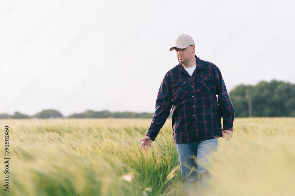Checking the yield of grain crops at sunset. Man conducts experiments ...