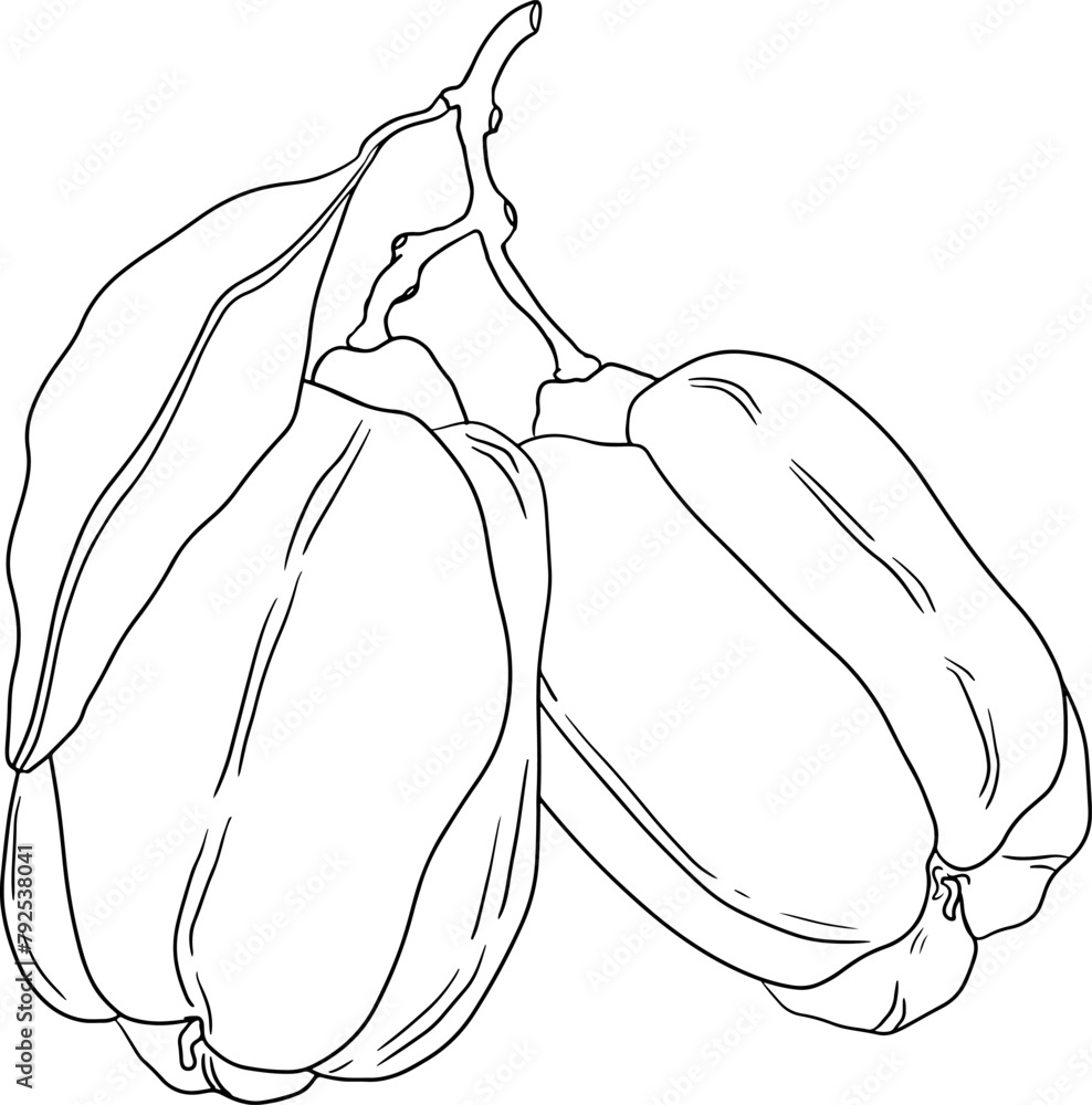 Vetor de Hand drawn line Ackee, Blighia sapida or achee, medicinal ...