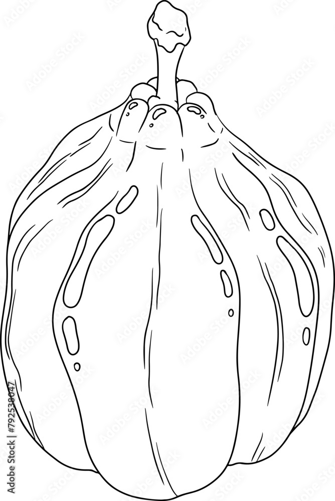 Hand drawn line Ackee, Blighia sapida or achee, medicinal plant. Vector ...