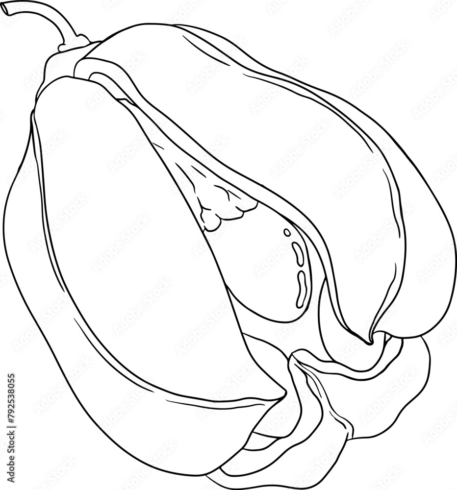 Hand drawn line Ackee, Blighia sapida or achee, medicinal plant. Vector ...