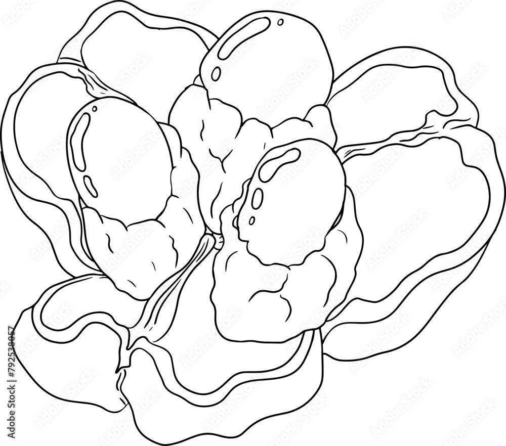 Hand drawn line Ackee, Blighia sapida or achee, medicinal plant. Vector ...