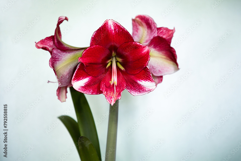 Amaryllis variety American Dream. Red amaryllis flowers. Hippeastrum ...