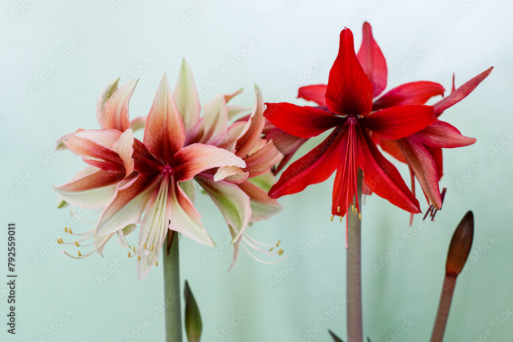 Amaryllis variety Wild Amazone and Red Amazone. Amaryllis flowers ...