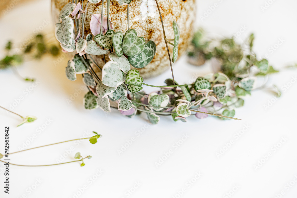 Ceropegia voodoo plant with shoots, green variegated small leaves in a ...
