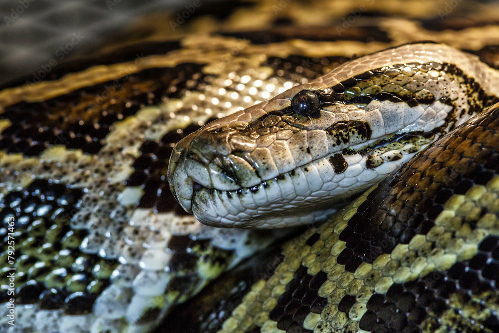 Reticulated python (Malayopython reticulatus) snake sometimes known as ...