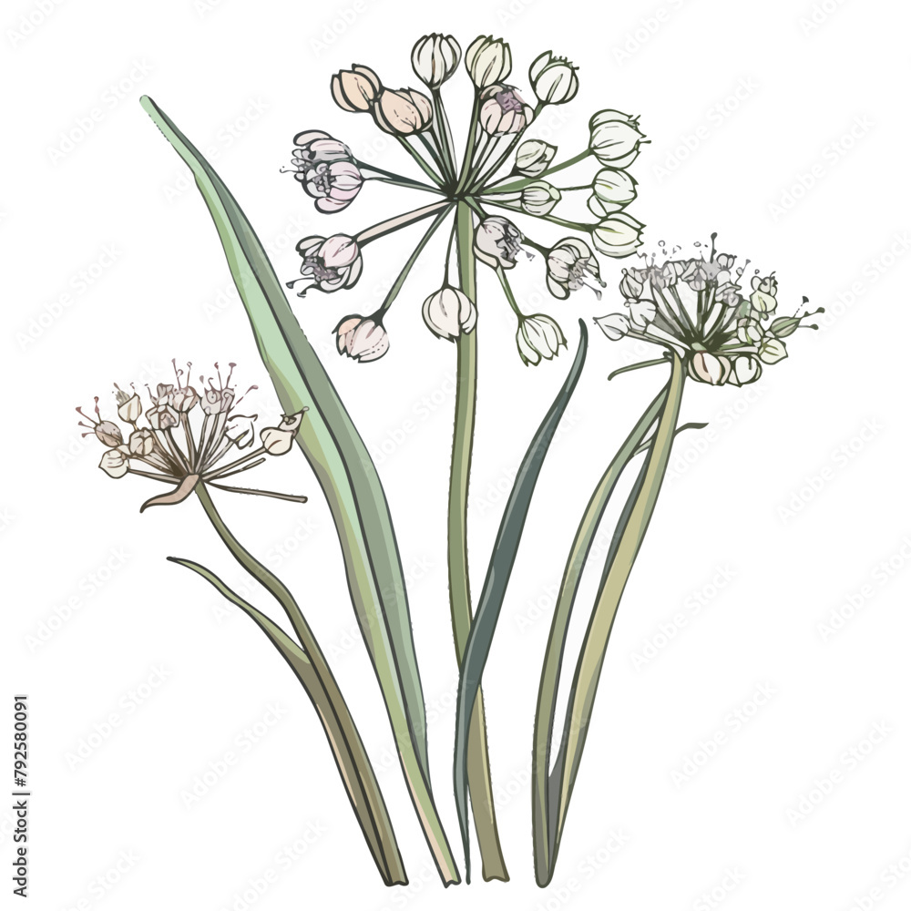 Allium (Allium giganteum) flowers, vector illustration Stock Vector ...