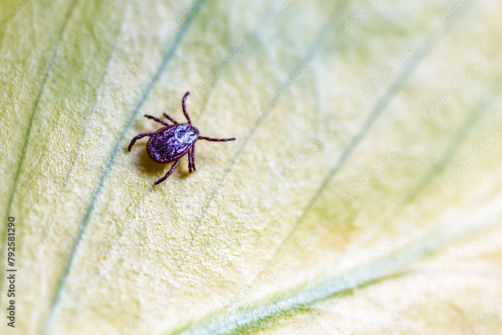 Tick, Ixodida, on the leaf.Adult female tick - Ixodes ricinus.Carrier ...