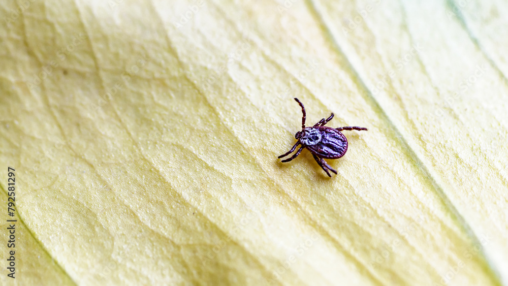 Tick, Ixodida, on the leaf.Adult female tick - Ixodes ricinus.Carrier ...