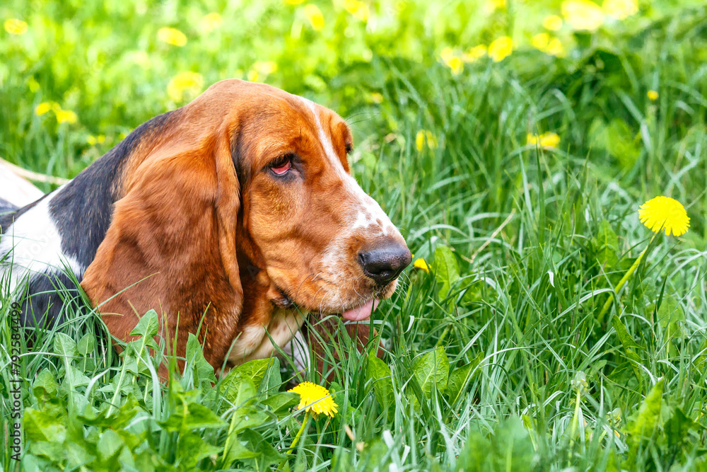 Basset hound on the grass with flowers.. The dog has long ears and sad ...