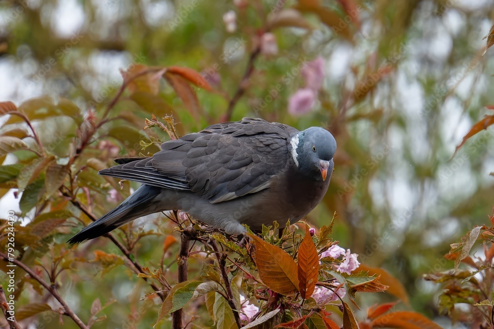 Pigeon ramier,.Columba palumbus, Common Wood Pigeon, pigeons. Beautiful ...