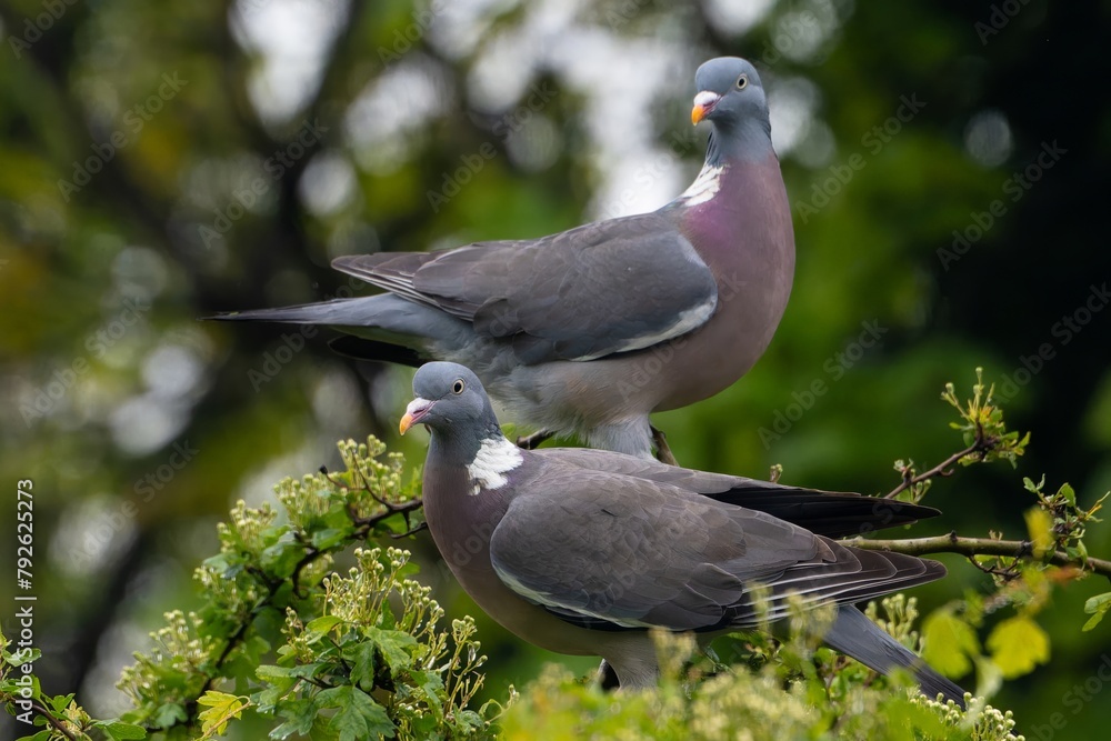 Pigeon ramier,.Columba palumbus, Common Wood Pigeon, pigeons. Beautiful ...