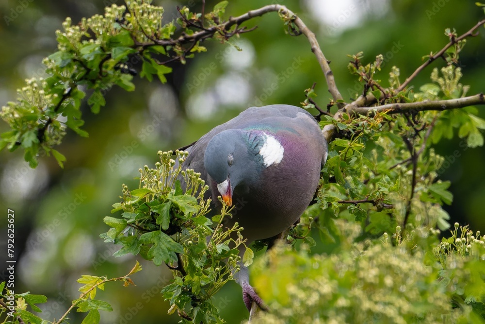 Pigeon ramier,.Columba palumbus, Common Wood Pigeon, pigeons. Beautiful ...
