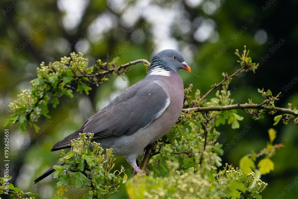Pigeon ramier,.Columba palumbus, Common Wood Pigeon, pigeons. Beautiful ...