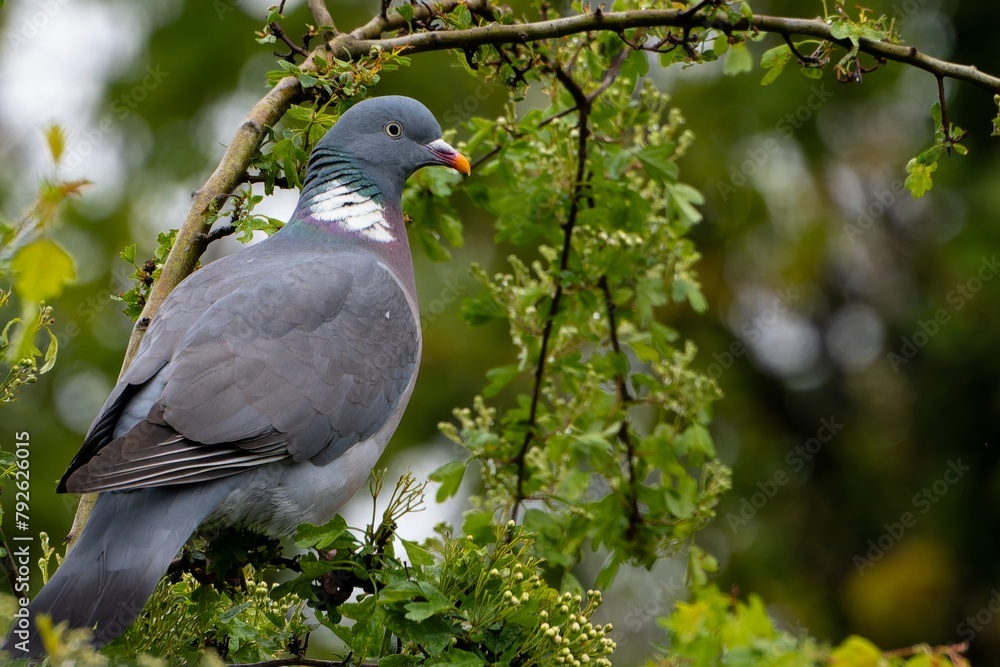 Pigeon ramier,.Columba palumbus, Common Wood Pigeon, pigeons. Beautiful ...