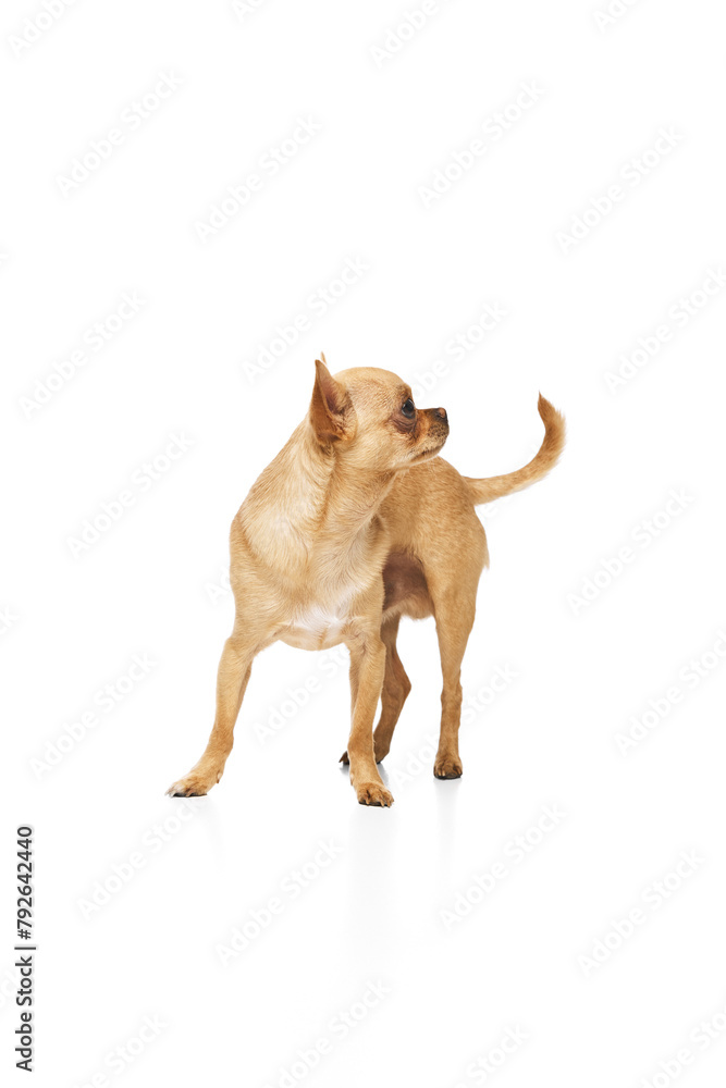 Small brown purebred dog standing looking away with perked up ears ...