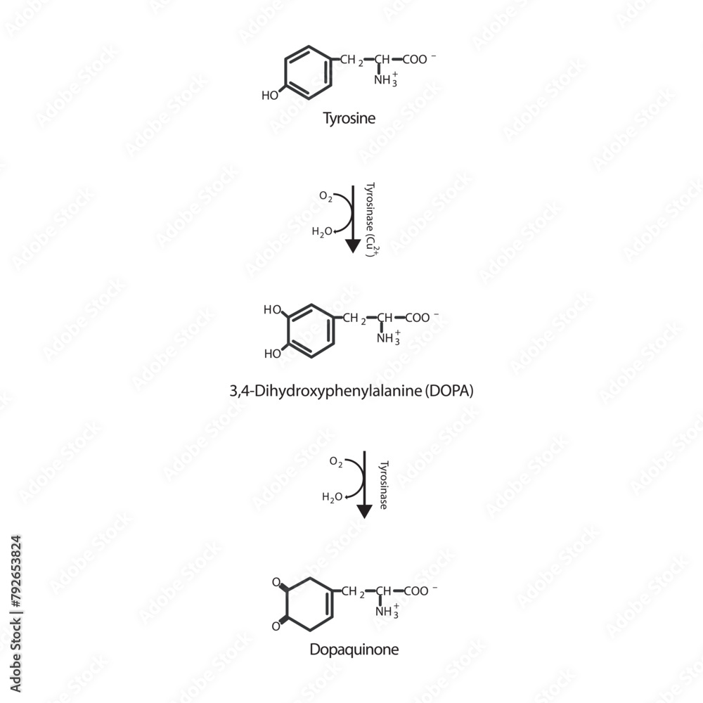 Diagram showing biosynthesis of Dopaquinone from Tyrosine via ...