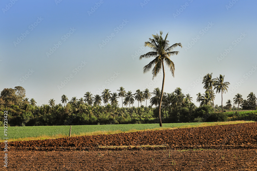 Lovely view indian rural areas pearl millet (bajra). processing farm ...