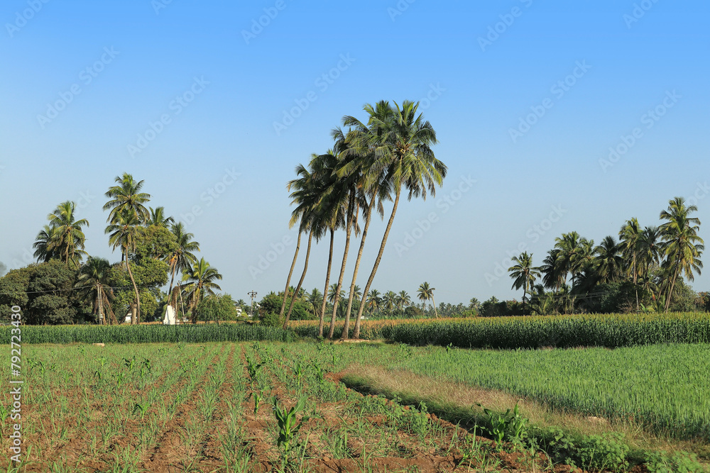 Lovely view indian rural areas pearl millet (bajra). processing farm ...