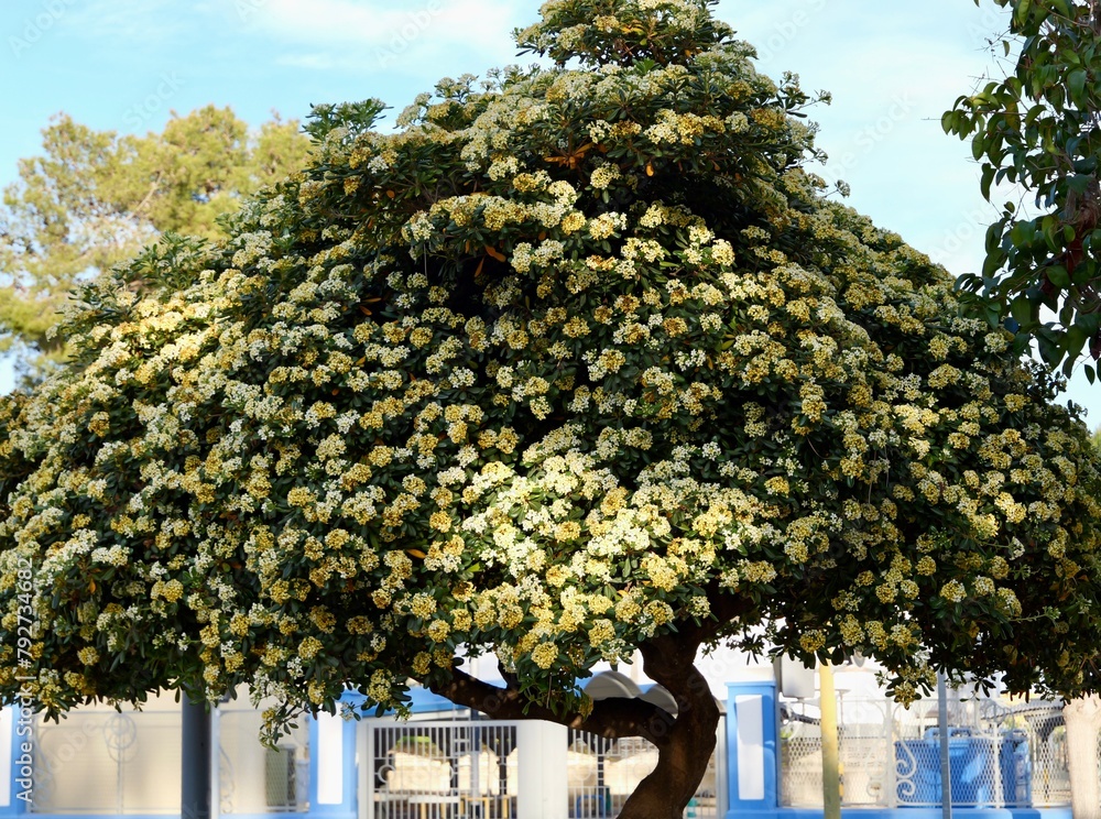 The Australian laurel, Japanese pittosporum, mock orange or Japanese ...