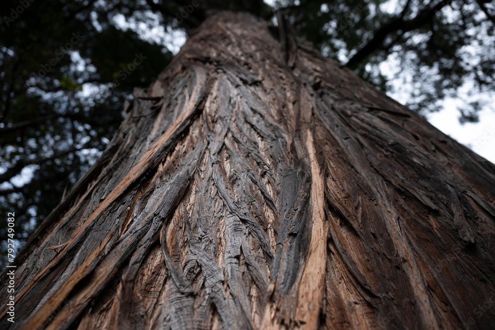 Upwards view of the Taxodium mucronatum or Montezuma Baldcypress ...