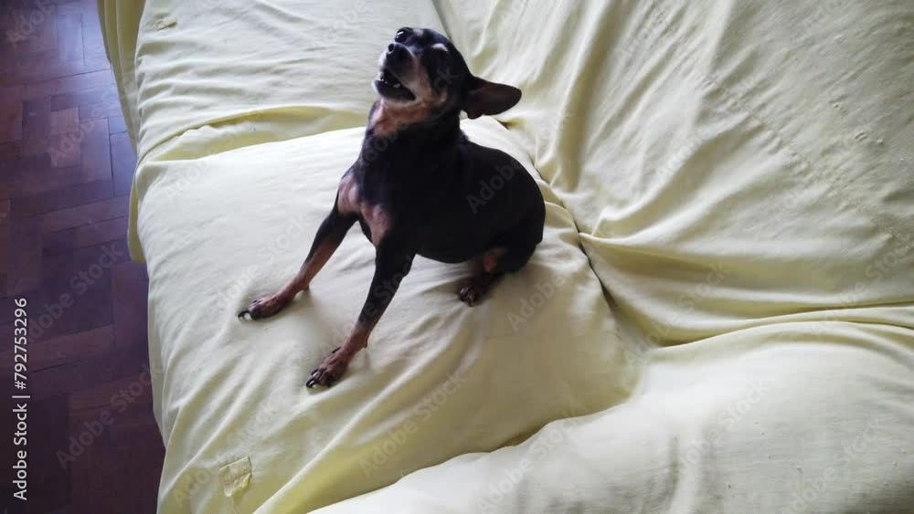 Cute pet mini pinscher dog gets excited jumping at yellow sofa ...