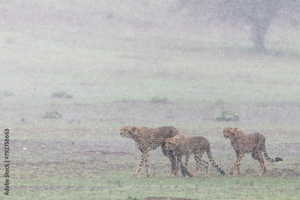 Cheetah (Acinonyx jubatus) mother with cubs in rain storm, Kgalagadi ...