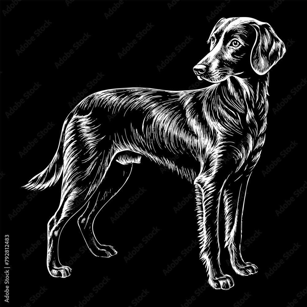 Dog Dawing, Hunting Greyhound Brittany Spaniel, full body side view in ...