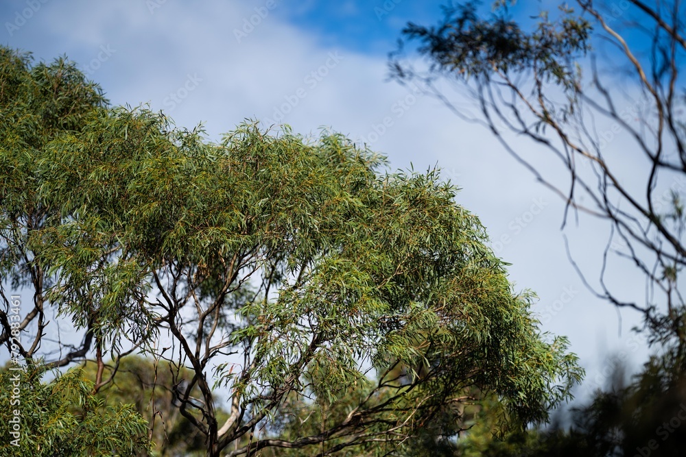 native australian plants in the bush, beautiful gum Trees and shrubs in ...
